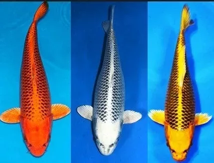 Matsuba koi ⭐ Complete Guide to Stunning Matsuba Koi: Colors, Patterns ...
