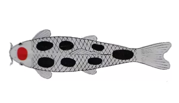 Sanke koi fish Captivating Tri-Color Beauties: Unveiling the Allure of ...