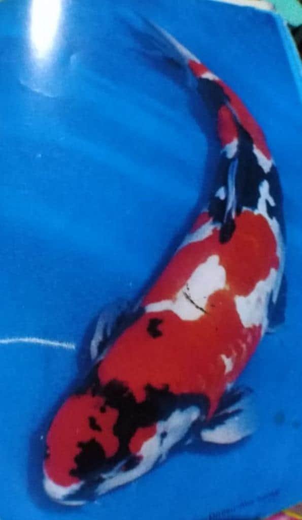 Koi variety Discover 30 Stunning Koi Fish Varieties | Ultimate Guide