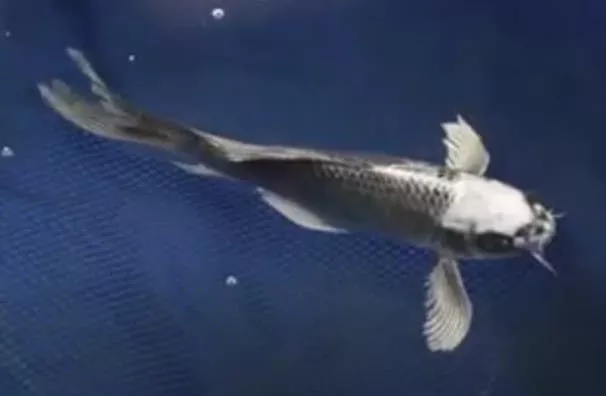 Unlocking the Mysteries of Ghost Koi: Your Ultimate Guide