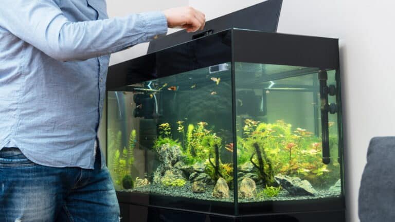 Best Fish Tank : Fish Aquarium & Tank Kits Guide 2020