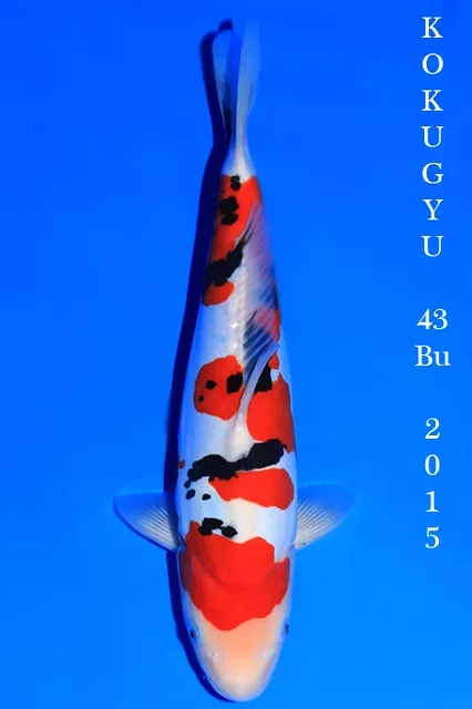 Sanke koi fish Captivating Tri-Color Beauties: Unveiling the Allure of ...