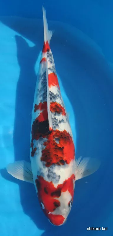 koromo koi Discover the Beauty of Koromo Koi: A Unique and Sought-After ...