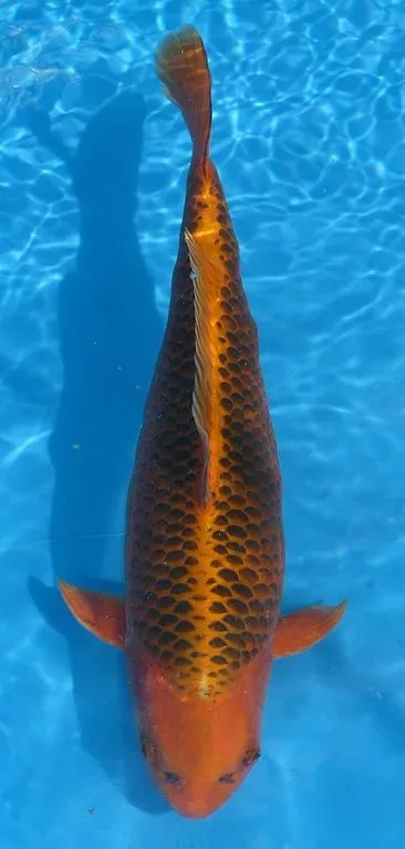 Matsuba koi ⭐ Complete Guide to Stunning Matsuba Koi: Colors, Patterns ...