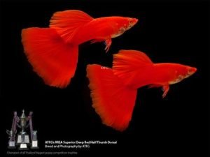 Full red albino guppy Discover the Beauty of Full Red Albino Guppies ...